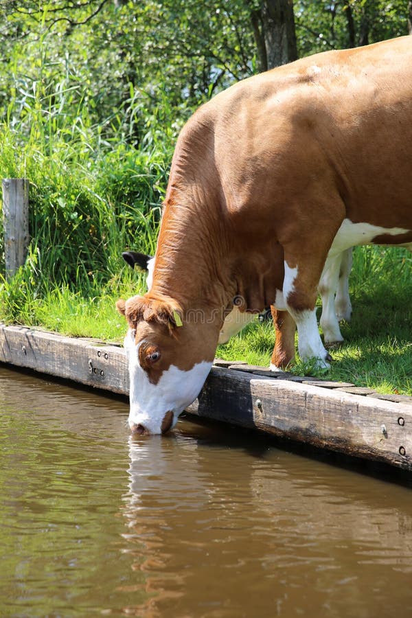 Drinking Cow stock image. Image of milk, agriculture - 42842647