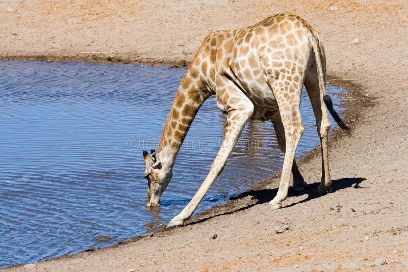 Giraffe drinking stock image. Image of drought, eyes - 17929961