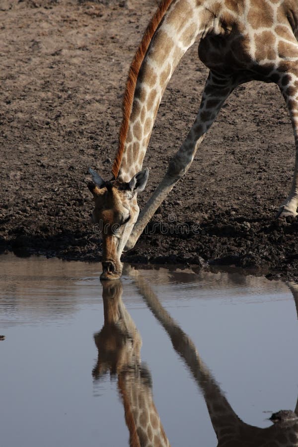Drinking Giraffe stock image. Image of mammal, animal - 7492363