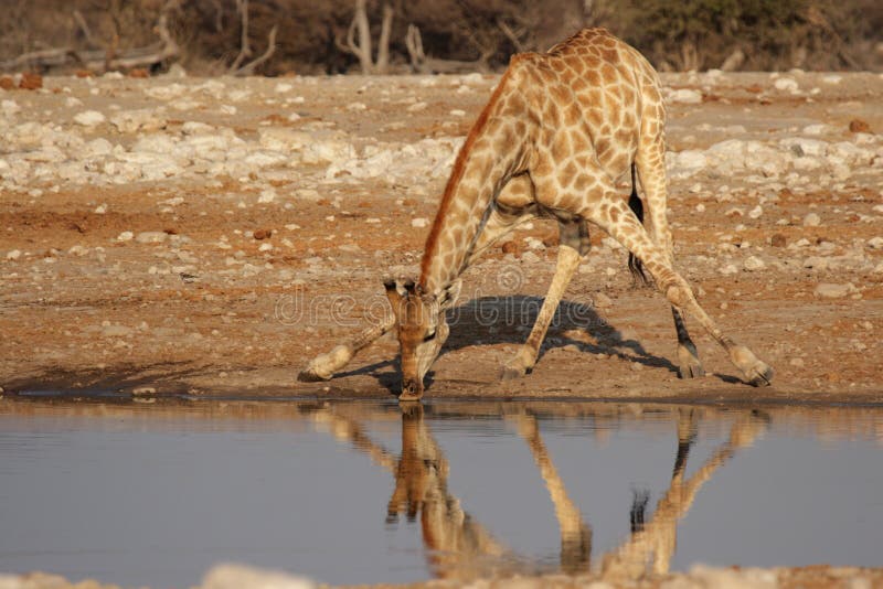 Drinking Giraffe stock image. Image of mammal, animal - 7492363