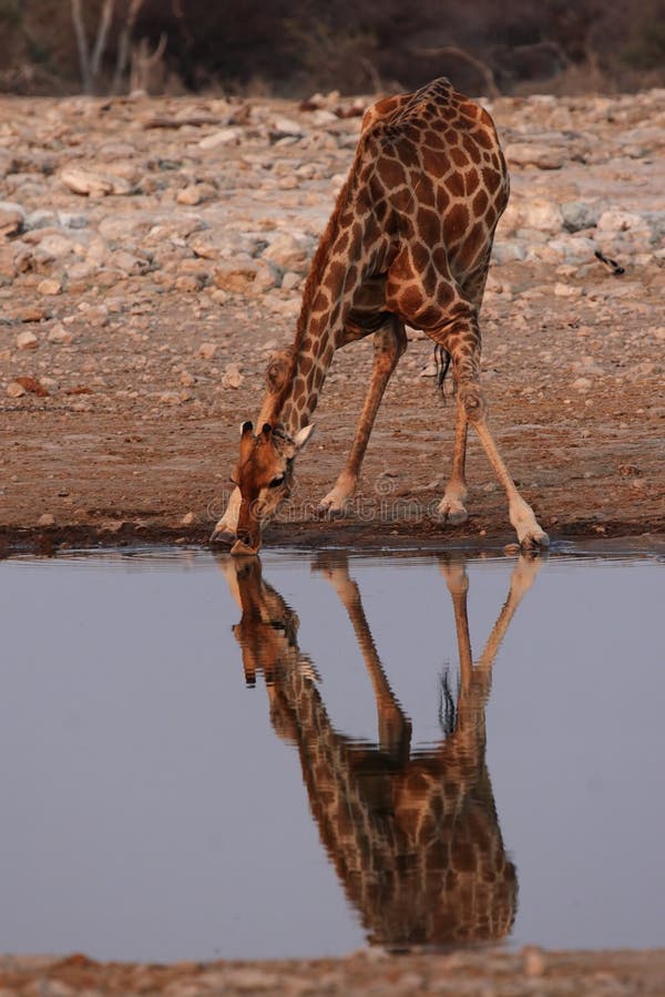 Drinking giraffe stock image. Image of wildlife, arid - 30730505