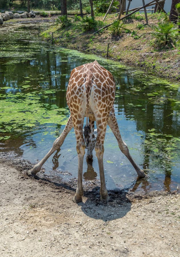 157 Giraffe Rear Stock Photos - Free & Royalty-Free Stock Photos from ...