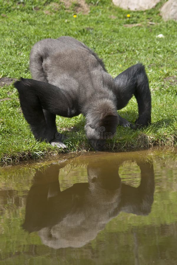 Drinking Gorilla stock image. Image of drinking, water - 14447473