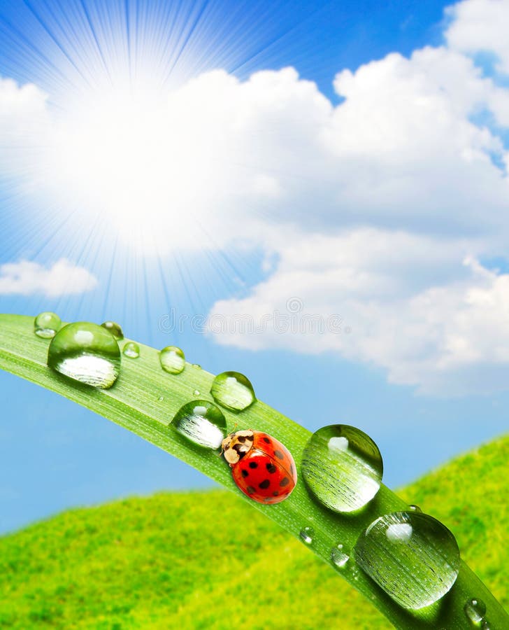 Drink ladybug stock photo. Image of animal, drop, ladybug - 6689682