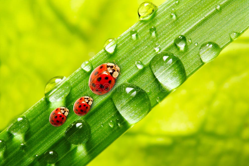 Drinking ladybugs. stock image. Image of cleanness, family - 17999511