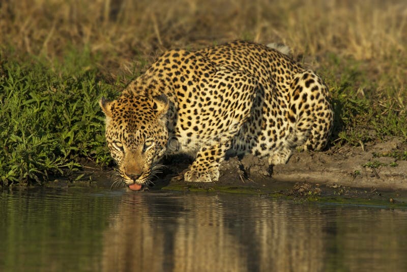 Leopard Drinking from a Pond Stock Photo - Image of african, felidae ...