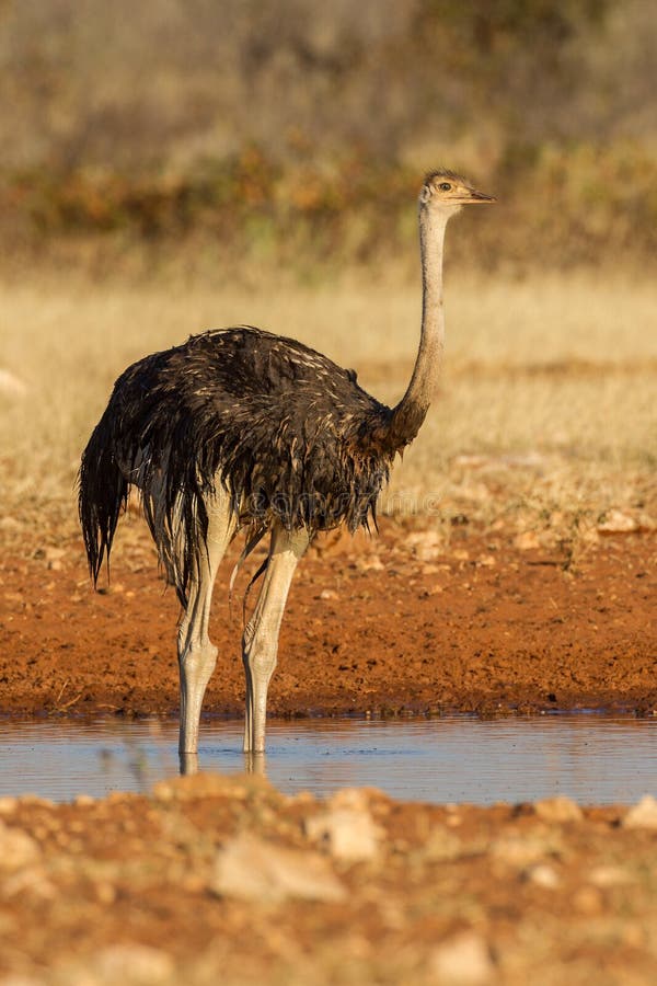 Ostrich drinking water stock image. Image of outdoor - 29009919
