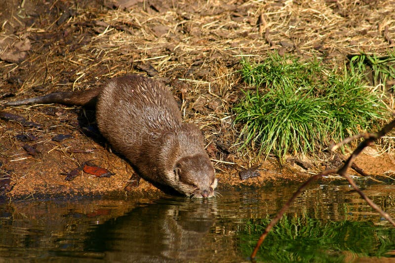 Drinking Otter stock image. Image of drink, water, reflection - 4065403