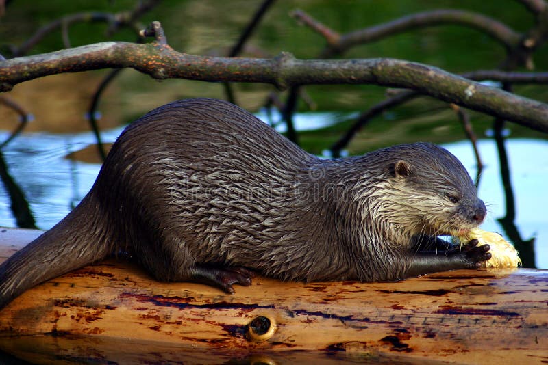 Drinking Otter stock photo. Image of munching, dinner - 4065466
