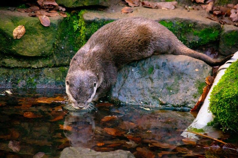 Drinking otter stock image. Image of aquatic, rock, europa - 241361037