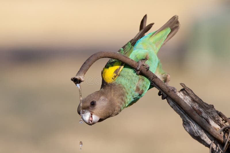 Drinking parrot stock image. Image of horizontal, close - 20913279
