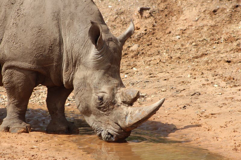 Drinking rain water stock image. Image of rhino, winter - 39750413