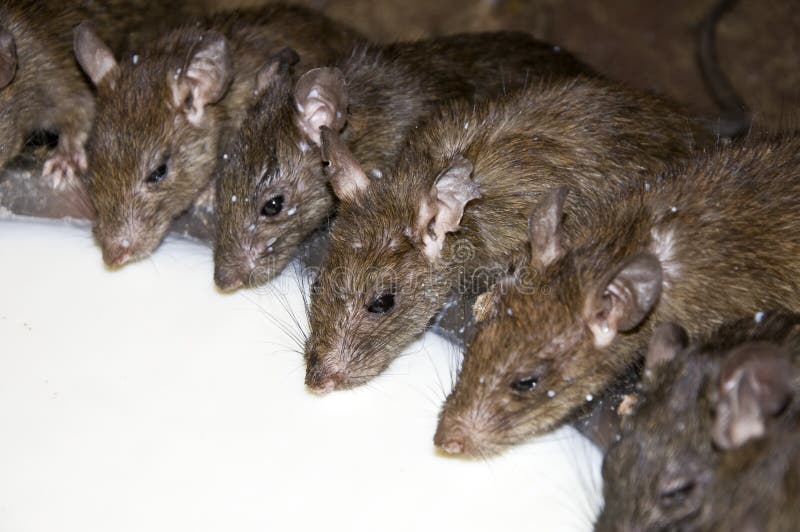 Rats drinking milk stock photo. Image of dirty, holy - 28411468