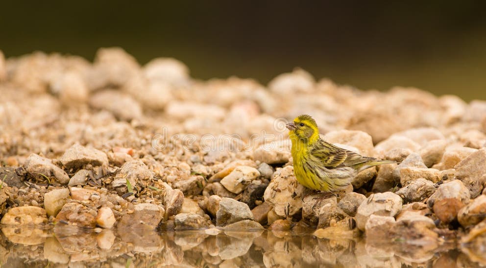 Drinking Serin stock image. Image of stones, serinus - 53475675