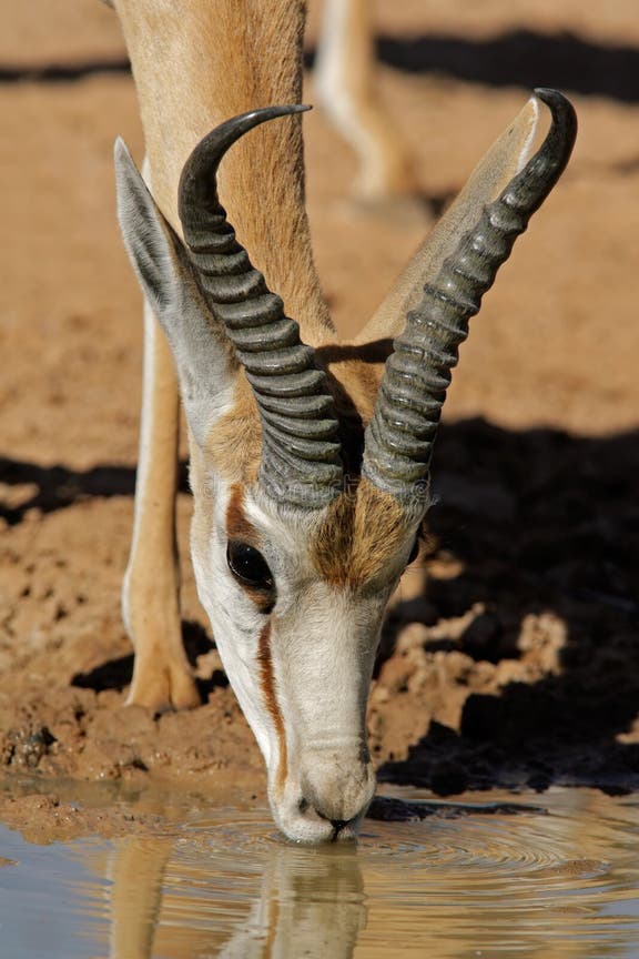 Drinking Springbok Antelope Stock Photo - Image of ears, springbok ...