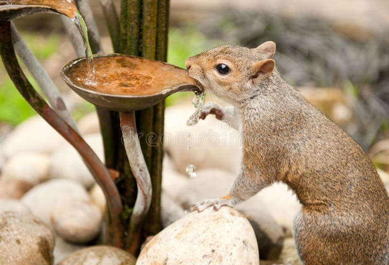 Drinking squirrel stock image. Image of drip, water, squirrel - 14792211
