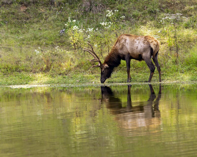 Drinking stag stock image. Image of wild, buck, forest - 16185963