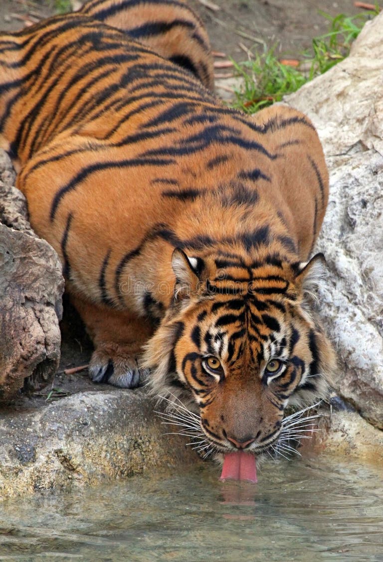 146 Siberian Tiger Drinking Water Stock Photos - Free & Royalty-Free ...