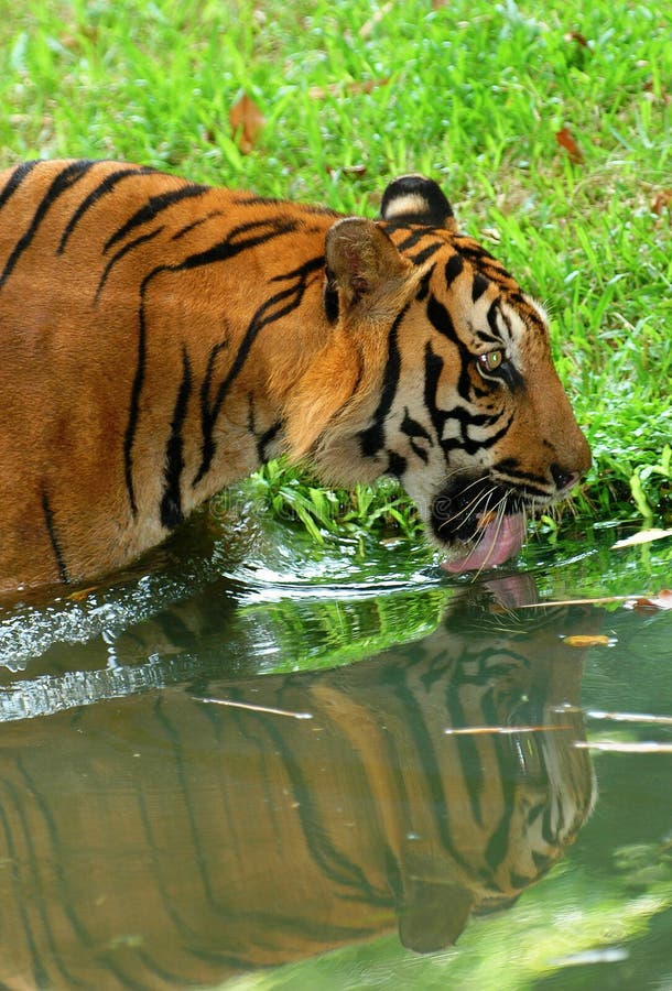 Drinking Tiger Picture. Image: 85201678
