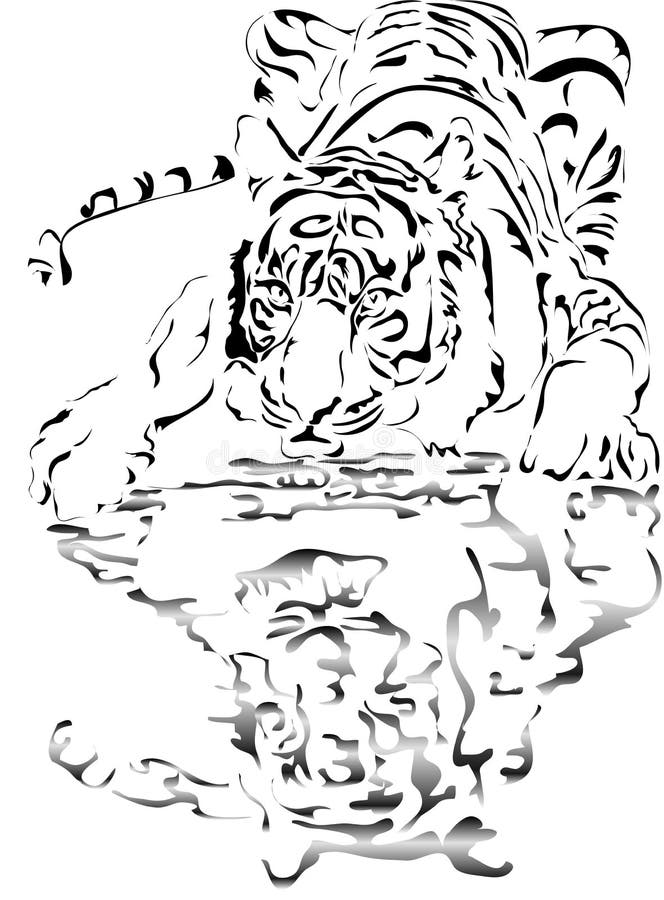Drinking tiger stock image. Image of dias, white, reflection - 44224445