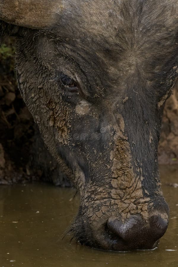 Drinking time stock photo. Image of buffalo, mammals - 114403168