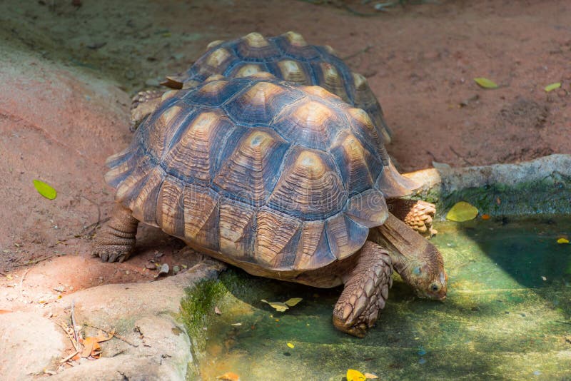 Turtle Drinking From Puddle Stock Photo - Image of black, light: 125847818