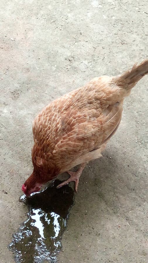 Water hen bird on water stock image. Image of animal, river - 4643723