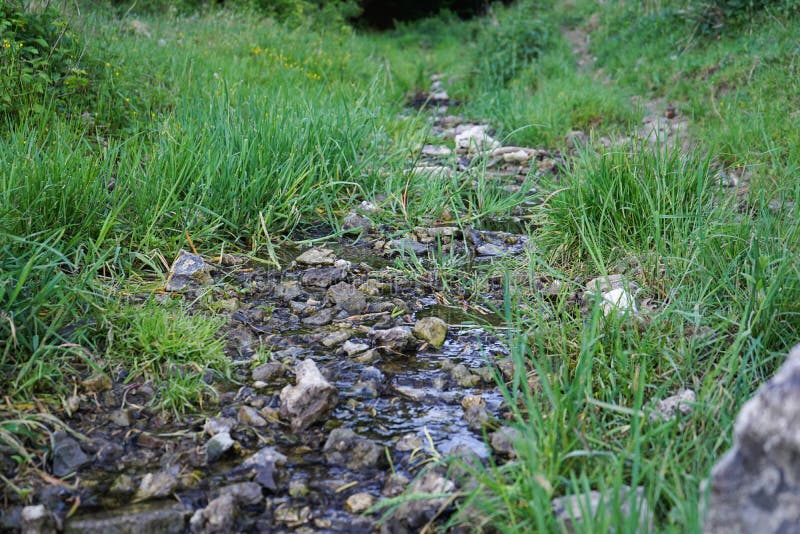Drinking Water of a Spring Running in the Grass, Closeup. Nature of ...