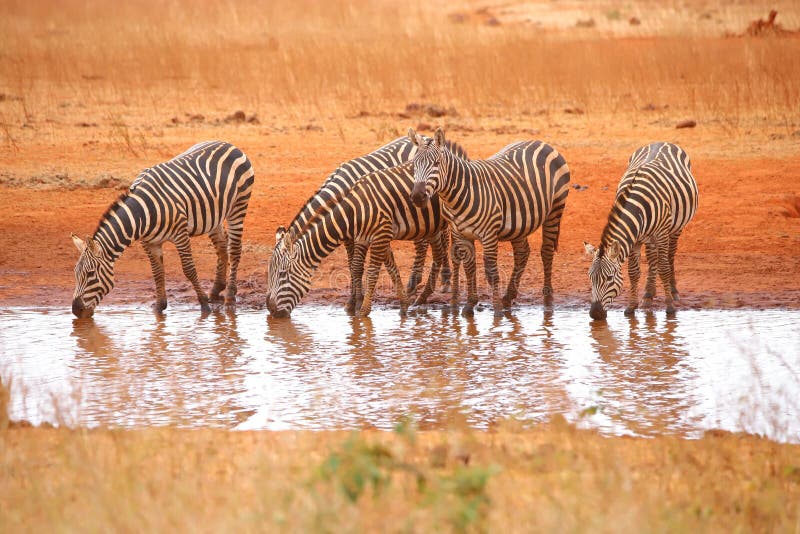 Five Zebras at the Waterhole Stock Photo - Image of harem, national ...