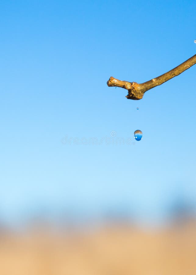 Drip drop stock photo. Image of tree, warm, spring, branch - 110654668