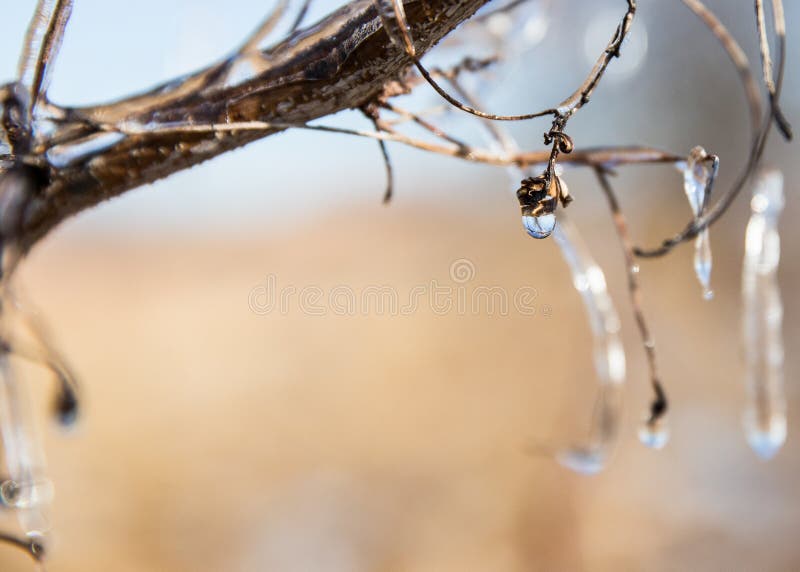 Drip drop stock photo. Image of tree, drop, drip, branch - 86678230