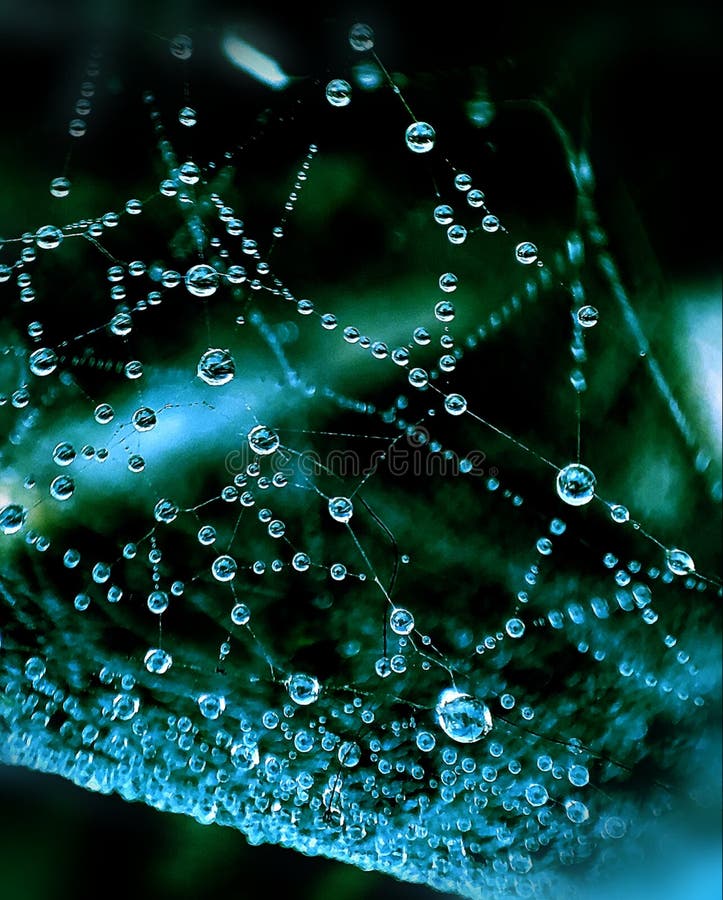 Spiderwet Stock Photos - Free & Royalty-Free Stock Photos from Dreamstime