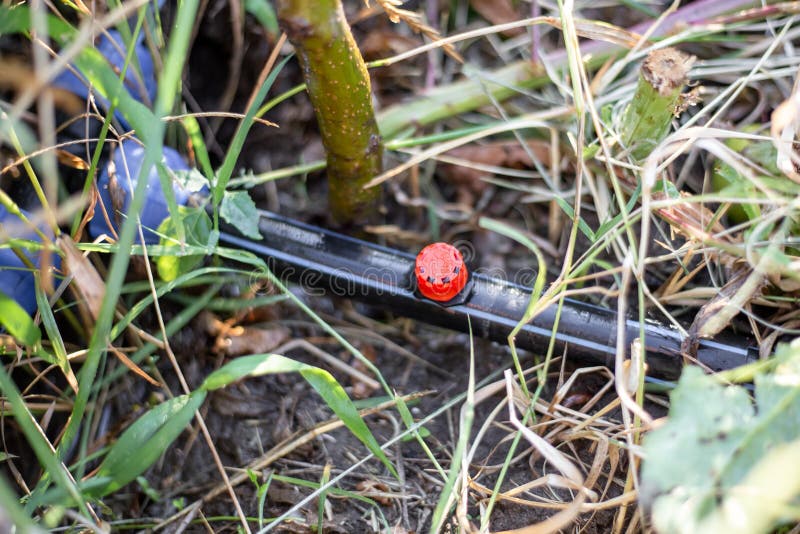 Drip Irrigation. Diffuser in a Polypropylene Pipe for Watering Plants ...