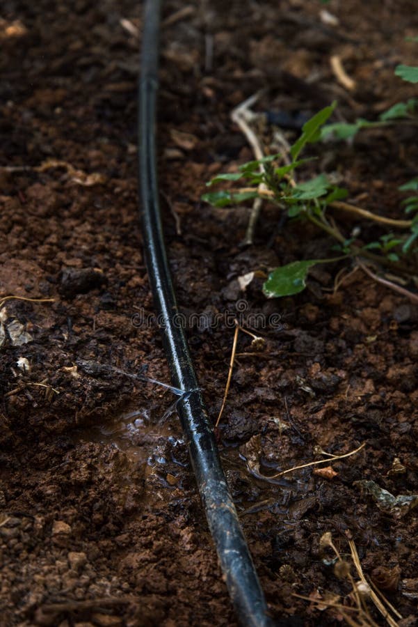 Drip irrigation stock image. Image of gardening, industry - 246353645