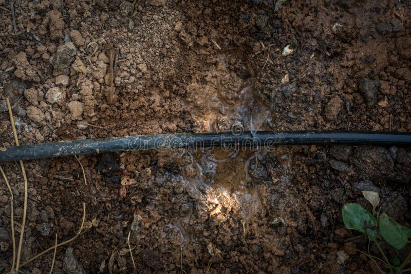 Drip irrigation stock photo. Image of system, garden - 259302636