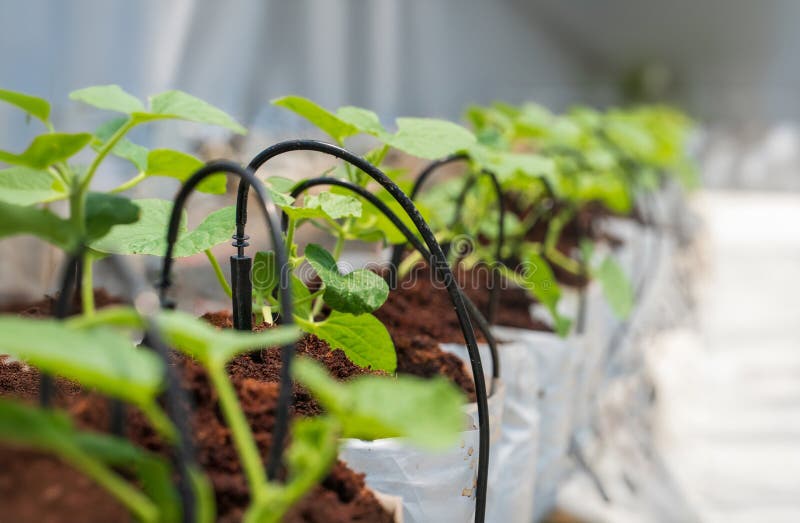 Drip Irrigation is an Efficient Way To Irrigate Greenhouse Crops Stock ...