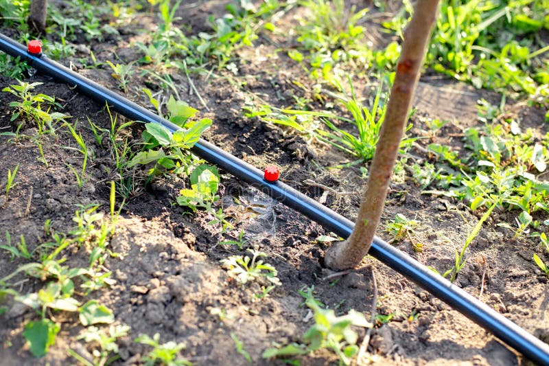 1,131 Drip Irrigation Tree Stock Photos - Free & Royalty-Free Stock ...