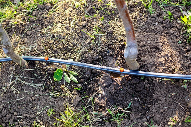 Drip Irrigation in the Garden. HDPE Pipe with an Adjustable Dripper ...