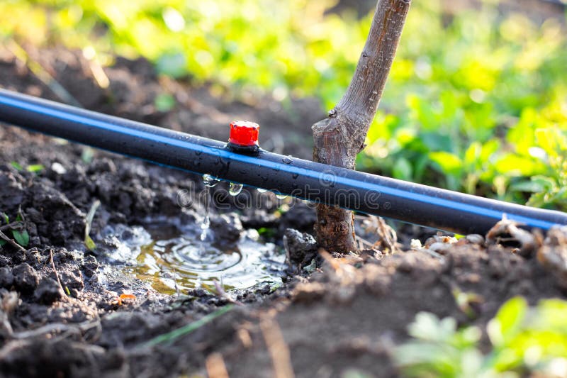 1,726 Tree Irrigation Pipe Stock Photos - Free & Royalty-Free Stock ...
