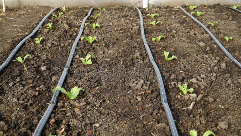 Drip Irrigation. Green Seedlings Growing in the Drip System Stock Image ...