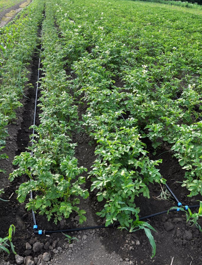 Drip Irrigation while Growing Potatoes Stock Image - Image of bloom ...