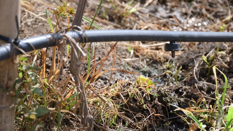 Drip Irrigation Hose, Efficient Watering System for Sustainable Crop ...