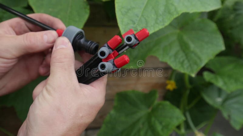 Drip Irrigation.process of Assembling a Drip Irrigation System for the ...
