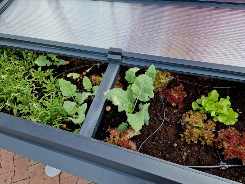 Drip Irrigation with Micro Drippers is in the Small Greenhous Stock ...