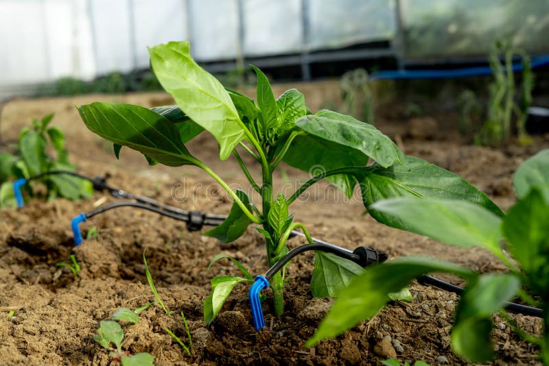 Drip Irrigation Near the Young Pepper Shoot Stock Photo - Image of ...
