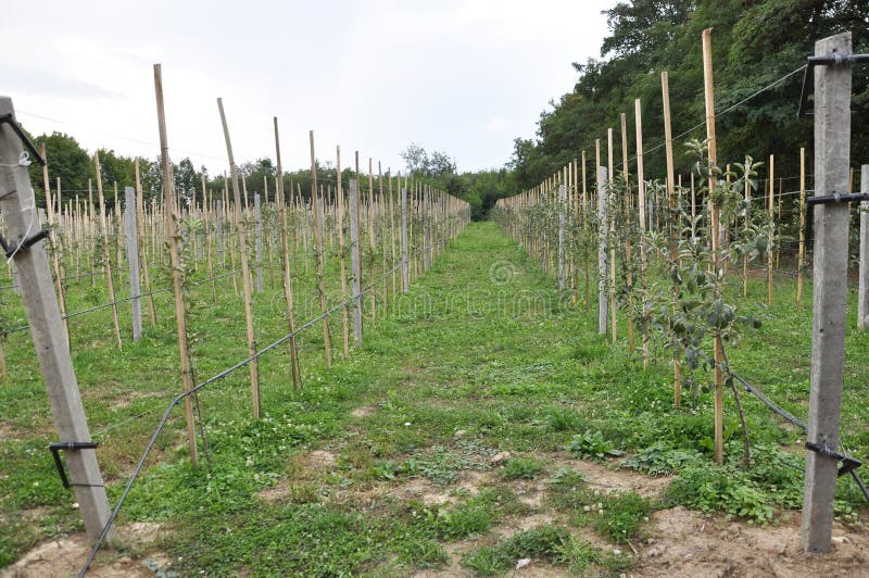 Drip Irrigation in the Orchard Stock Image - Image of organic ...