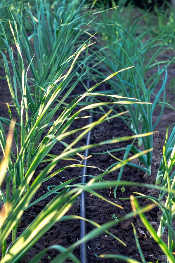 Drip Irrigation Pipe Next To the Harvest Stock Photo - Image of harvest ...