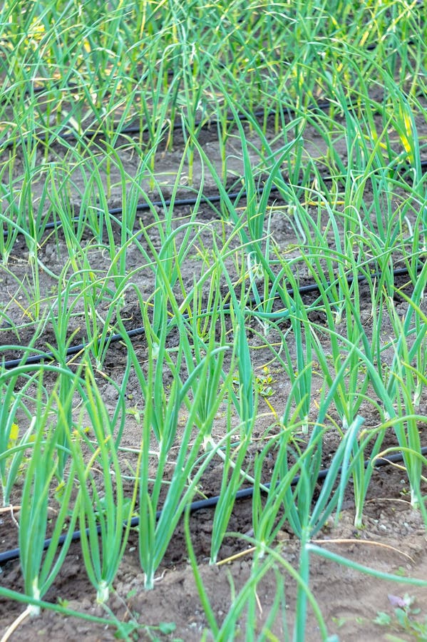 Drip Irrigation Pipe and Onions Stock Image - Image of agroecology ...