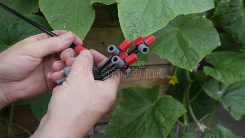 Drip Irrigation.process of Assembling a Drip Irrigation System for the ...