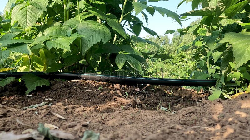 Drip Irrigation of Raspberries, Automatic Watering Tape. Drops of Water ...